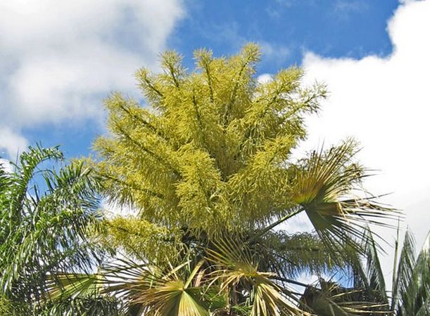 Corypha utan - Palmpedia - Palm Grower's Guide