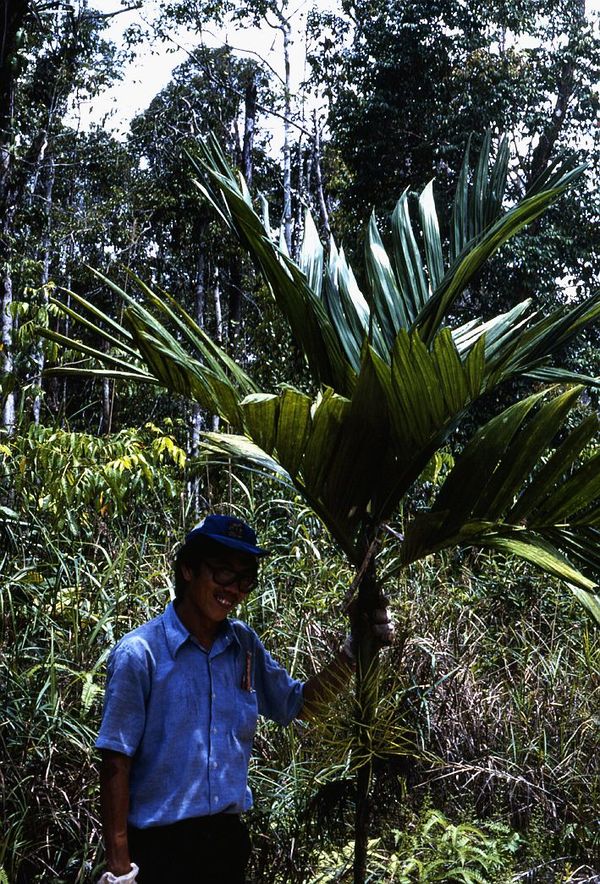 Areca triandra - Palmpedia - Palm Grower's Guide