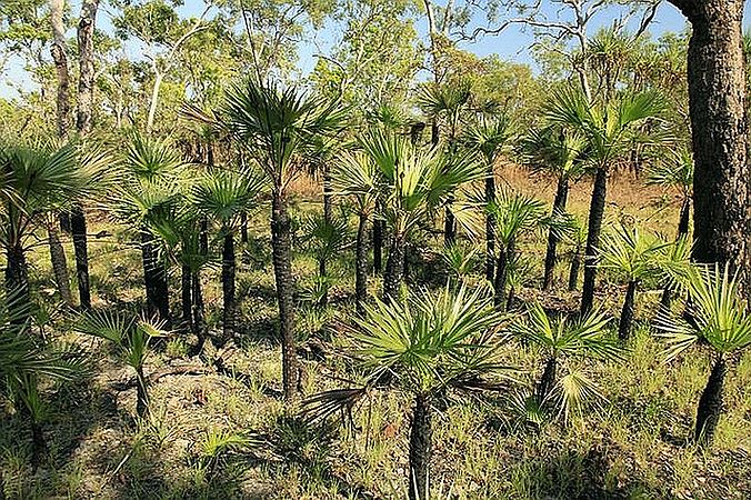 Livistona humilis - Palmpedia - Palm Grower's Guide