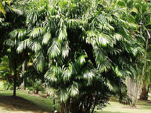 Bactris guineensis - Palmpedia - Palm Grower's Guide