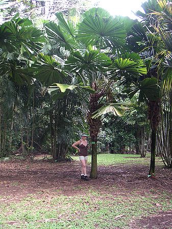 Licuala ramsayi - Palmpedia - Palm Grower's Guide