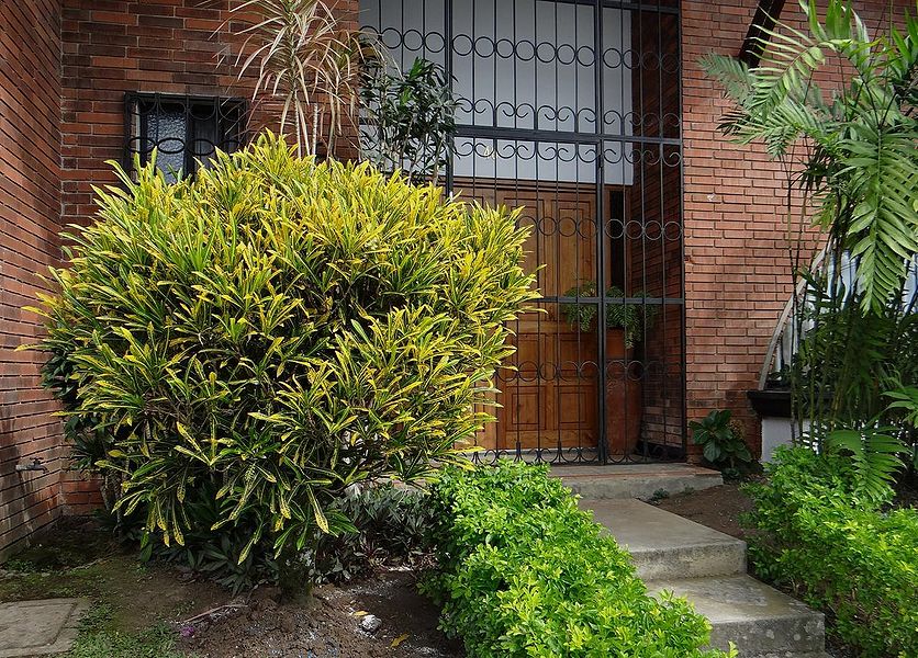 LYRATUM - Palmpedia - Palm Grower's Guide