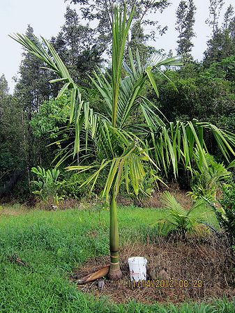 Pinanga insignis - Palmpedia - Palm Grower's Guide