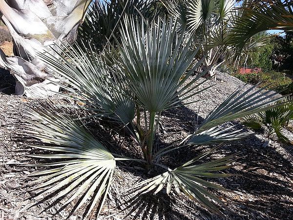 Brahea decumbens - Palmpedia - Palm Grower's Guide