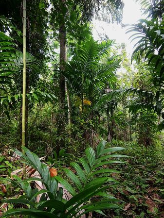 Areca concinna - Palmpedia - Palm Grower's Guide