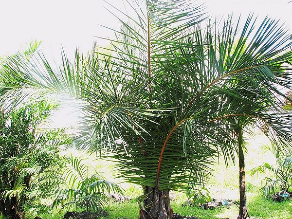 Raphia australis - Palmpedia - Palm Grower's Guide