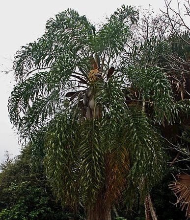 Syagrus macrocarpa - Palmpedia - Palm Grower's Guide