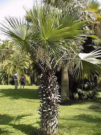 Brahea aculeata - Palmpedia - Palm Grower's Guide