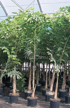 Caryota maxima - Palmpedia - Palm Grower's Guide
