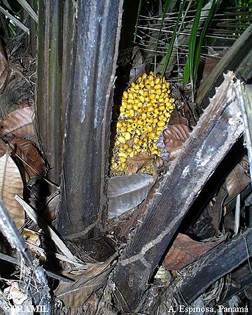 Elaeis oleifera - Palmpedia - Palm Grower's Guide