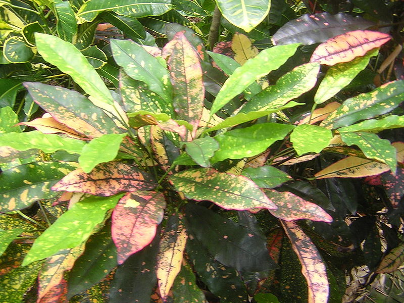 ROSEO PICTUS - Palmpedia - Palm Grower's Guide