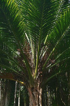 Metroxylon amicarum - Palmpedia - Palm Grower's Guide