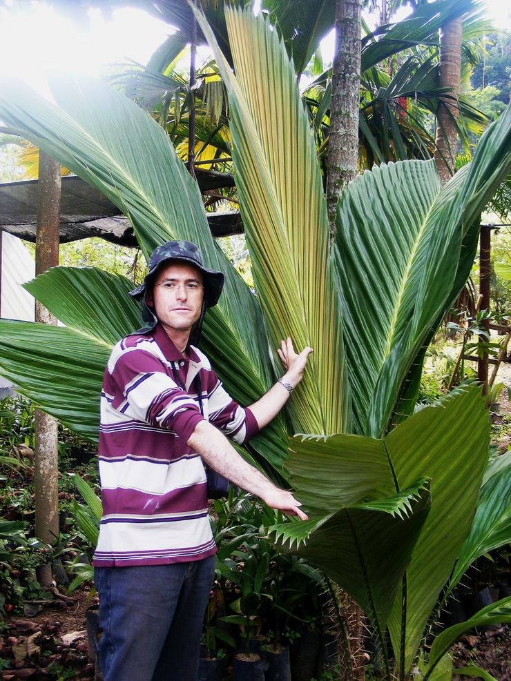 Salacca magnifica - Palmpedia - Palm Grower's Guide