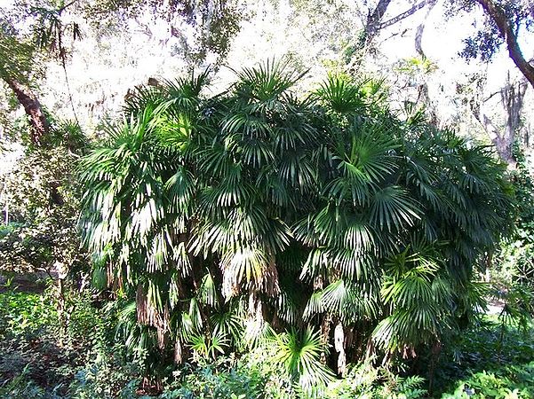 Rhapis humilis - Palmpedia - Palm Grower's Guide