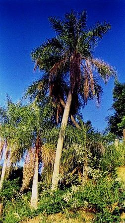 Acrocomia totai - Palmpedia - Palm Grower's Guide
