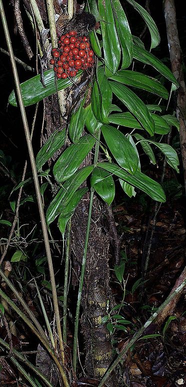 Bactris pliniana - Palmpedia - Palm Grower's Guide