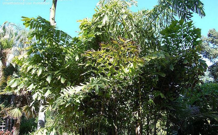 Caryota maxima - Palmpedia - Palm Grower's Guide