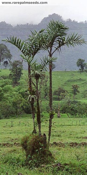 Bactris setulosa - Palmpedia - Palm Grower's Guide