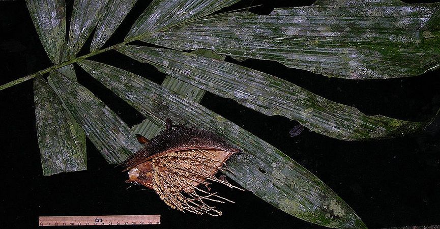 Bactris longiseta - Palmpedia - Palm Grower's Guide