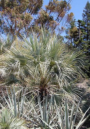 Brahea clara - Palmpedia - Palm Grower's Guide