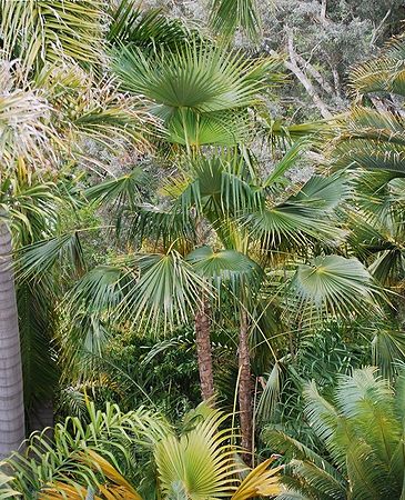 Coccothrinax barbadensis - Palmpedia - Palm Grower's Guide