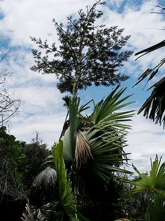 Tahina spectabilis - Palmpedia - Palm Grower's Guide