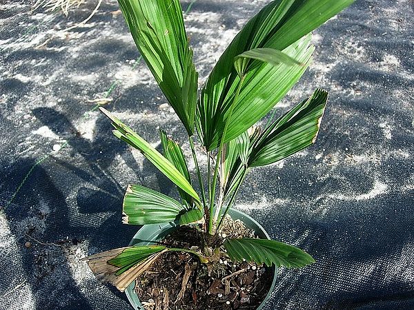 Licuala triphylla - Palmpedia - Palm Grower's Guide