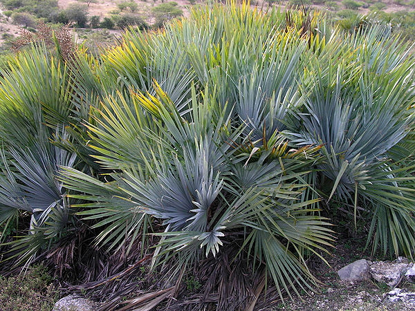 Brahea decumbens - Palmpedia - Palm Grower's Guide