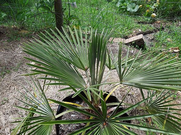 Livistona humilis - Palmpedia - Palm Grower's Guide