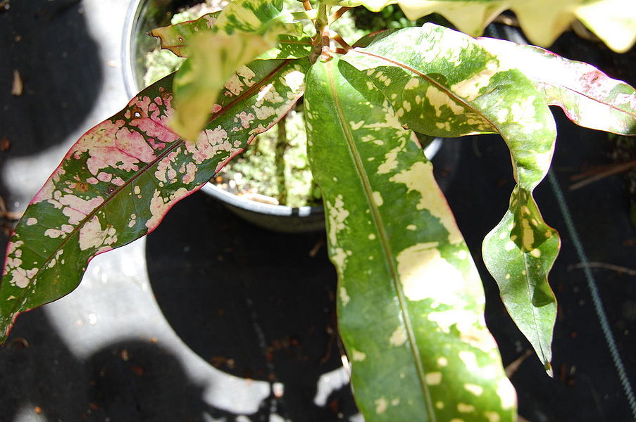 ROSEO PICTUS - Palmpedia - Palm Grower's Guide