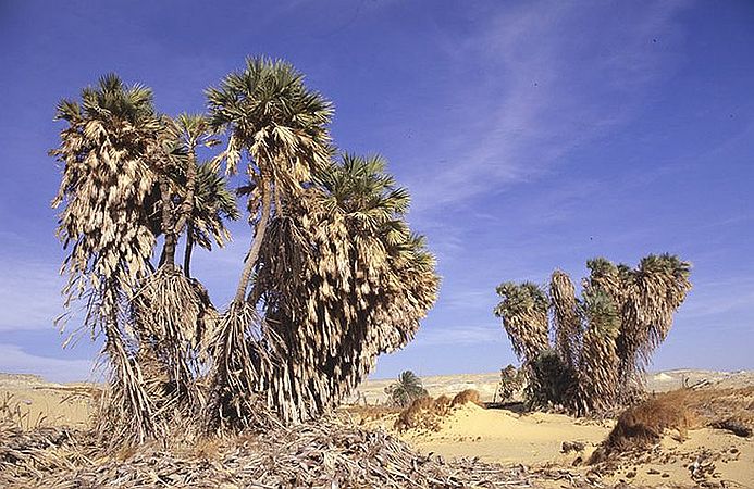 Hyphaene thebaica - Palmpedia - Palm Grower's Guide