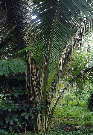 Attalea cohune - Palmpedia - Palm Grower's Guide