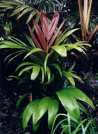 Calyptrocalyx, anyone? In California? - DISCUSSING PALM TREES WORLDWIDE ...