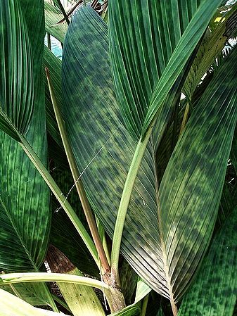 Pinanga disticha - Palmpedia - Palm Grower's Guide