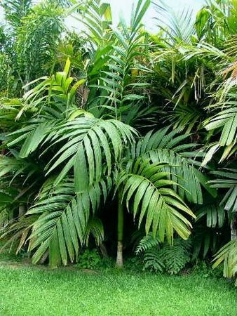 Pinanga javana - Palmpedia - Palm Grower's Guide