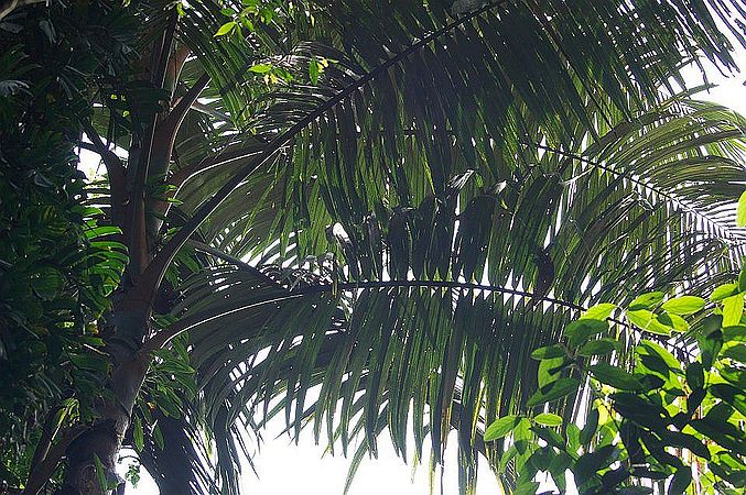 Orania sylvicola - Palmpedia - Palm Grower's Guide