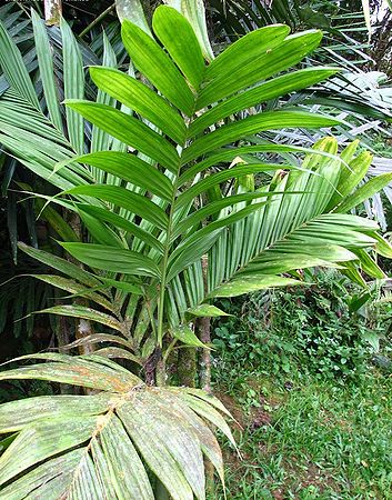 Areca triandra - Palmpedia - Palm Grower's Guide