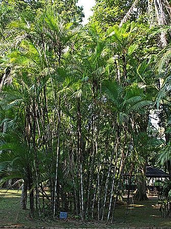 Bactris concinna - Palmpedia - Palm Grower's Guide