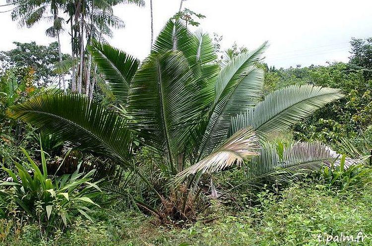 Attalea microcarpa - Palmpedia - Palm Grower's Guide