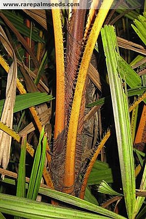 Licuala paludosa - Palmpedia - Palm Grower's Guide