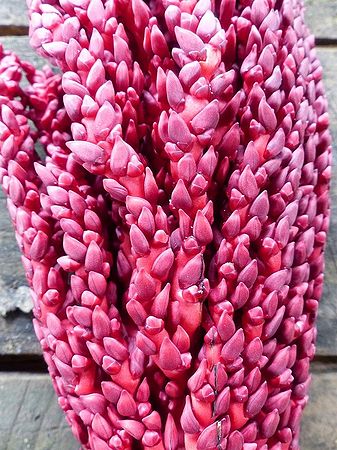 Loxococcus rupicola - Palmpedia - Palm Grower's Guide