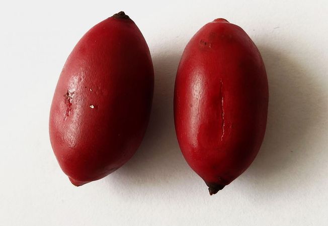 Areca concinna - Palmpedia - Palm Grower's Guide