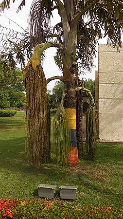 Caryota maxima - Palmpedia - Palm Grower's Guide