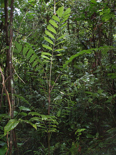 Balaka seemannii - Palmpedia - Palm Grower's Guide