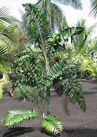 Chrysalidocarpus lanceolata - Palmpedia - Palm Grower's Guide