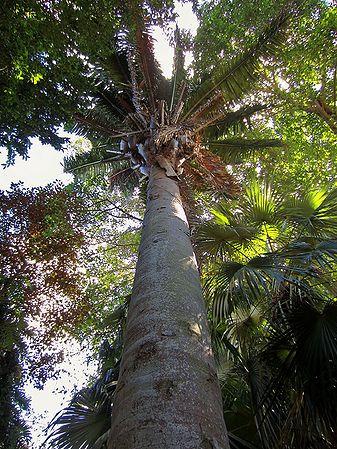 Attalea speciosa - Palmpedia - Palm Grower's Guide