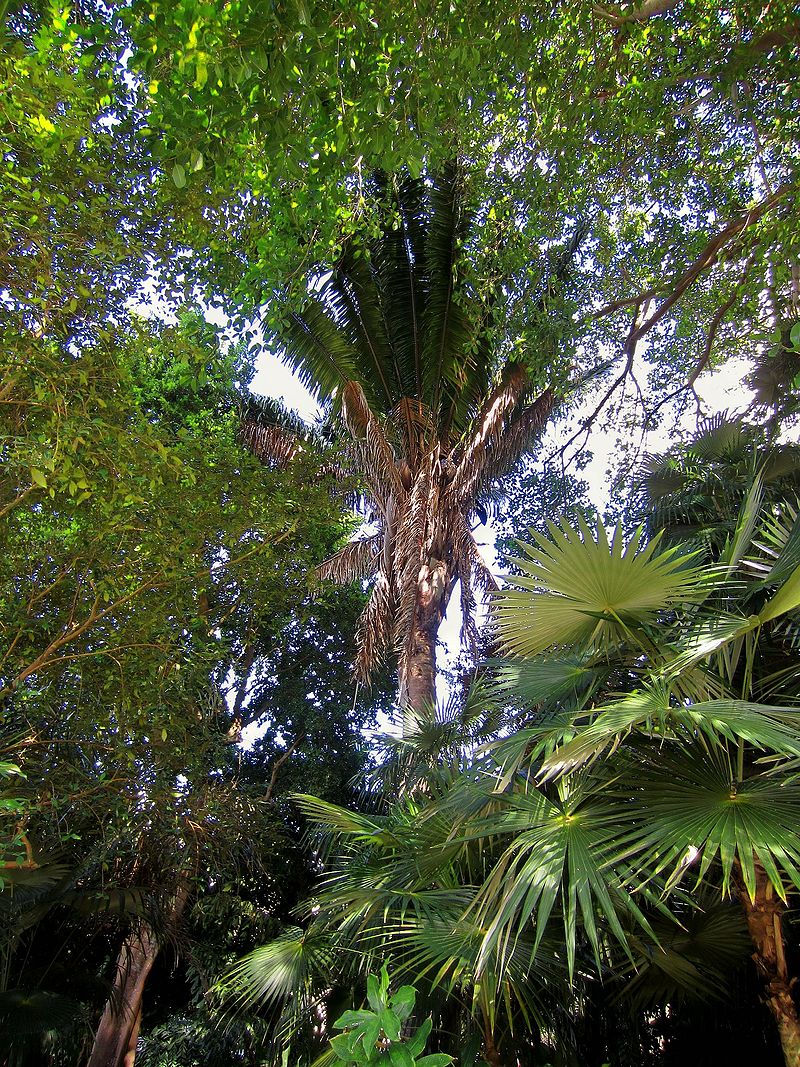 Attalea speciosa - Palmpedia - Palm Grower's Guide
