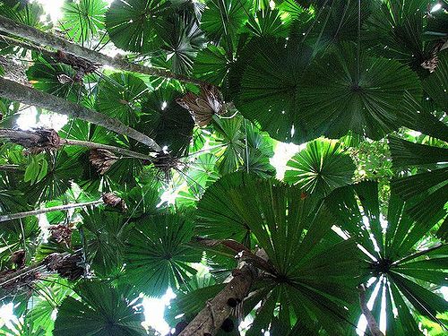 Licuala ramsayi - Palmpedia - Palm Grower's Guide