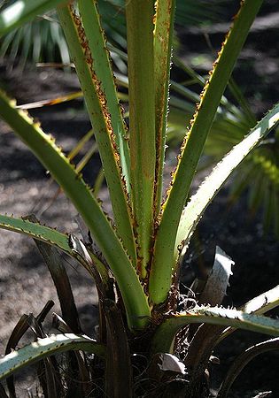 Brahea brandegeei - Palmpedia - Palm Grower's Guide