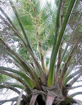 Brahea edulis - Palmpedia - Palm Grower's Guide